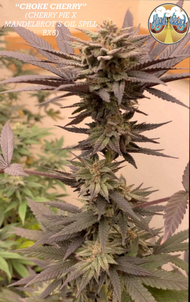 Choke Cherry - High Road Seed Co - North Coast Novelties